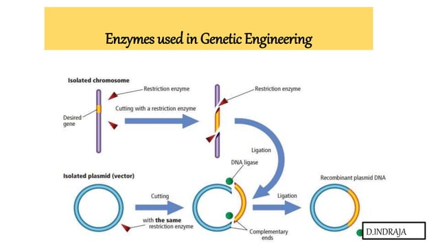 ENZYMES USED IN GENETIC ENGINEERING | PPTX | Programming Languages ...