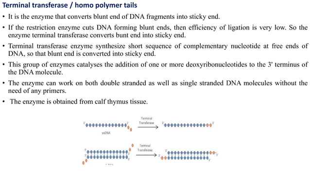ENZYMES USED IN GENETIC ENGINEERING | PPTX | Programming Languages ...