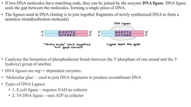 ENZYMES USED IN GENETIC ENGINEERING | PPTX | Programming Languages ...