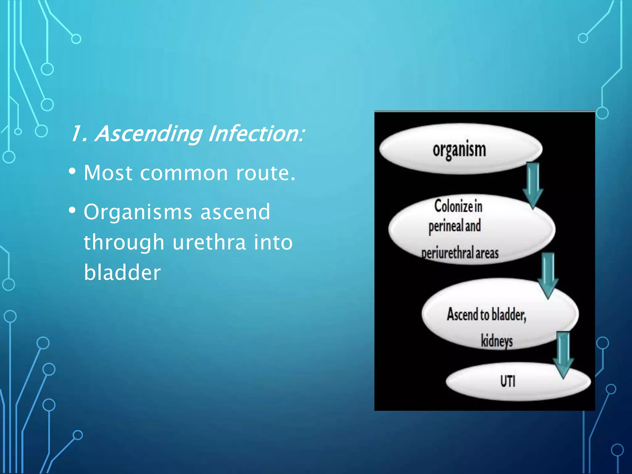 urinary tract infection | PPTX | Infectious Diseases | Diseases and ...
