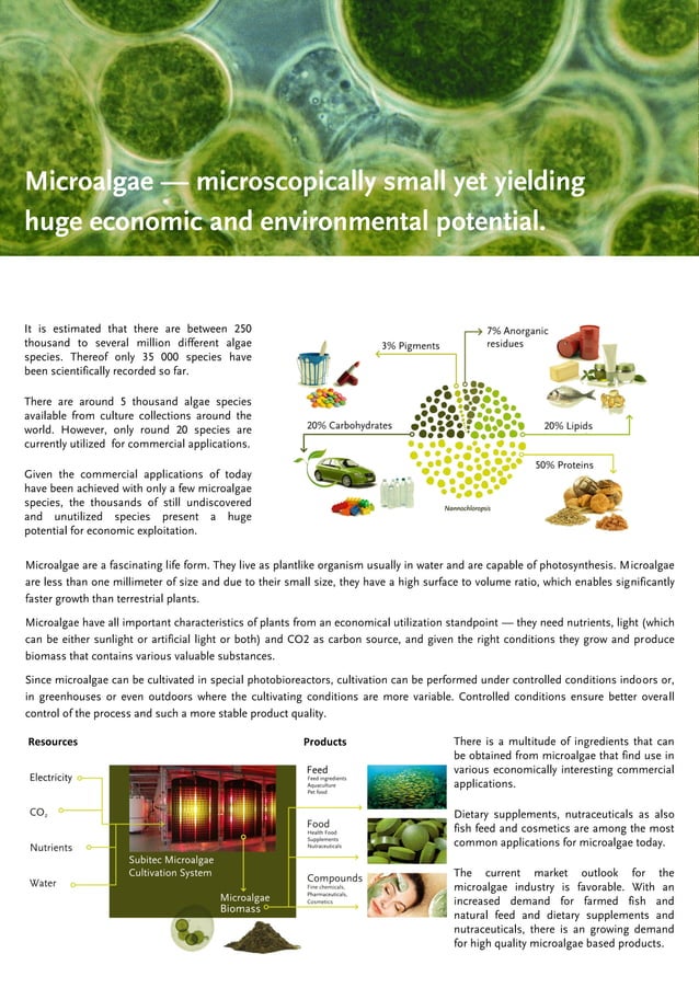 Commercial Microalgae Cultivation | PDF