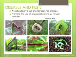 INDUSTRIAL CASSAVA PRODUCTION www.cassabisconsulting.com