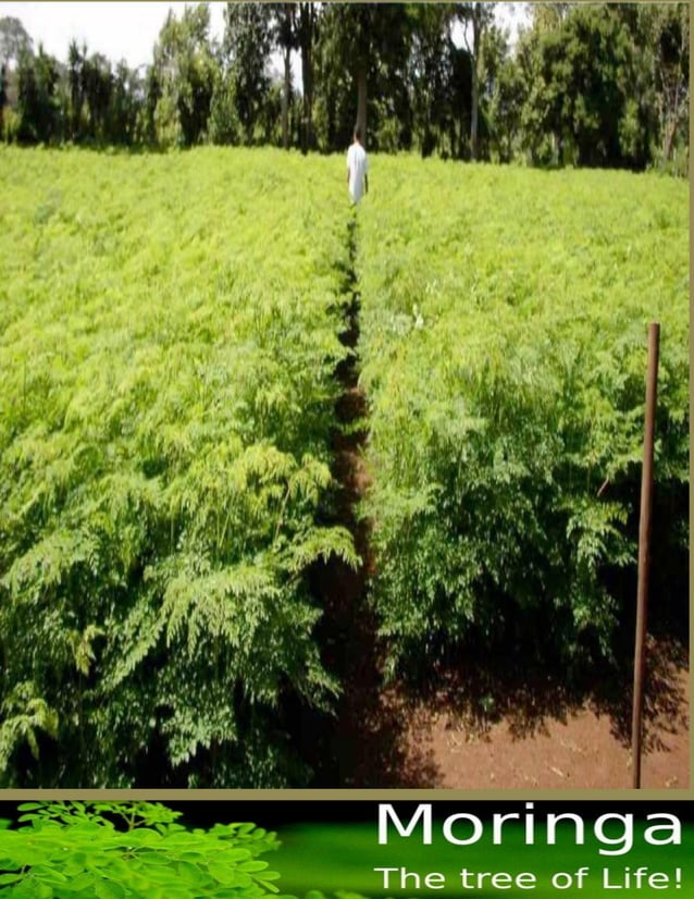 Industrial, commercial, food and nutraceutical application of moringa ...