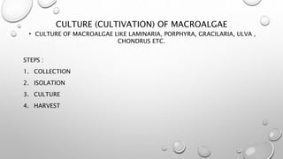 Industrial culture algae, uses of algae, type of culture of algae ...