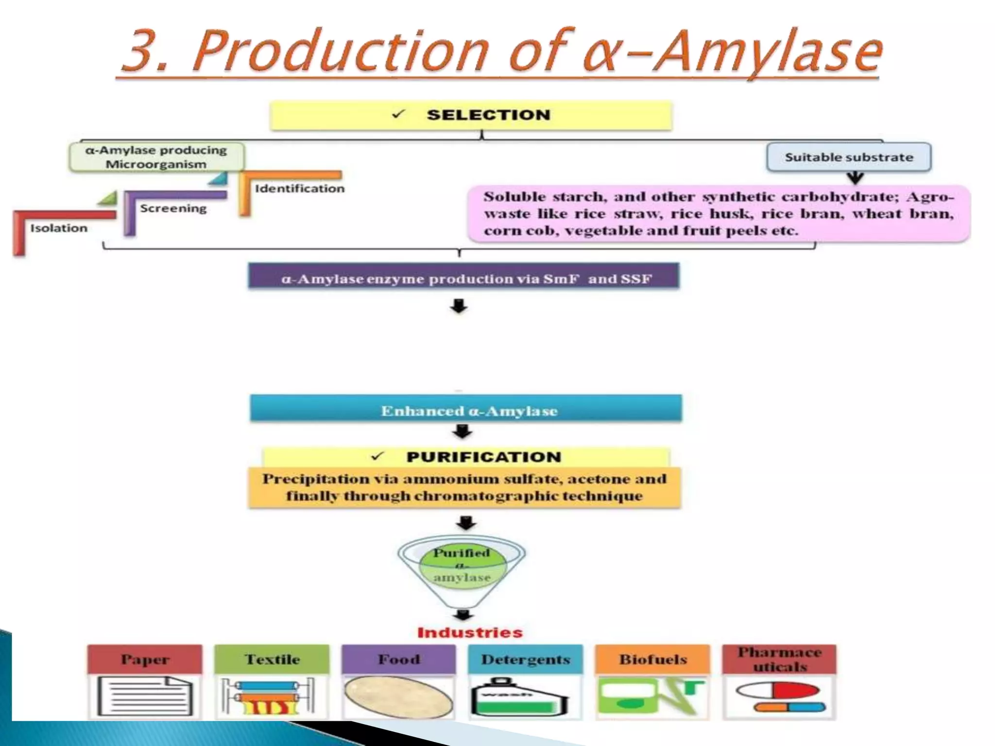 Industrial Enzyme Amylase.pptx+ | PPTX