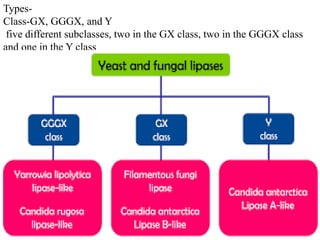 Industrial fungal metabolites enzymes lipases | PPTX