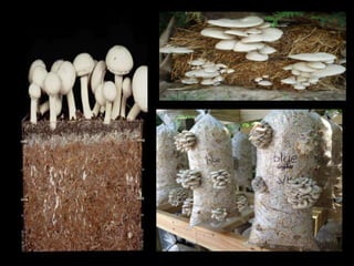 Industrial importance of fungizzz | PPTX