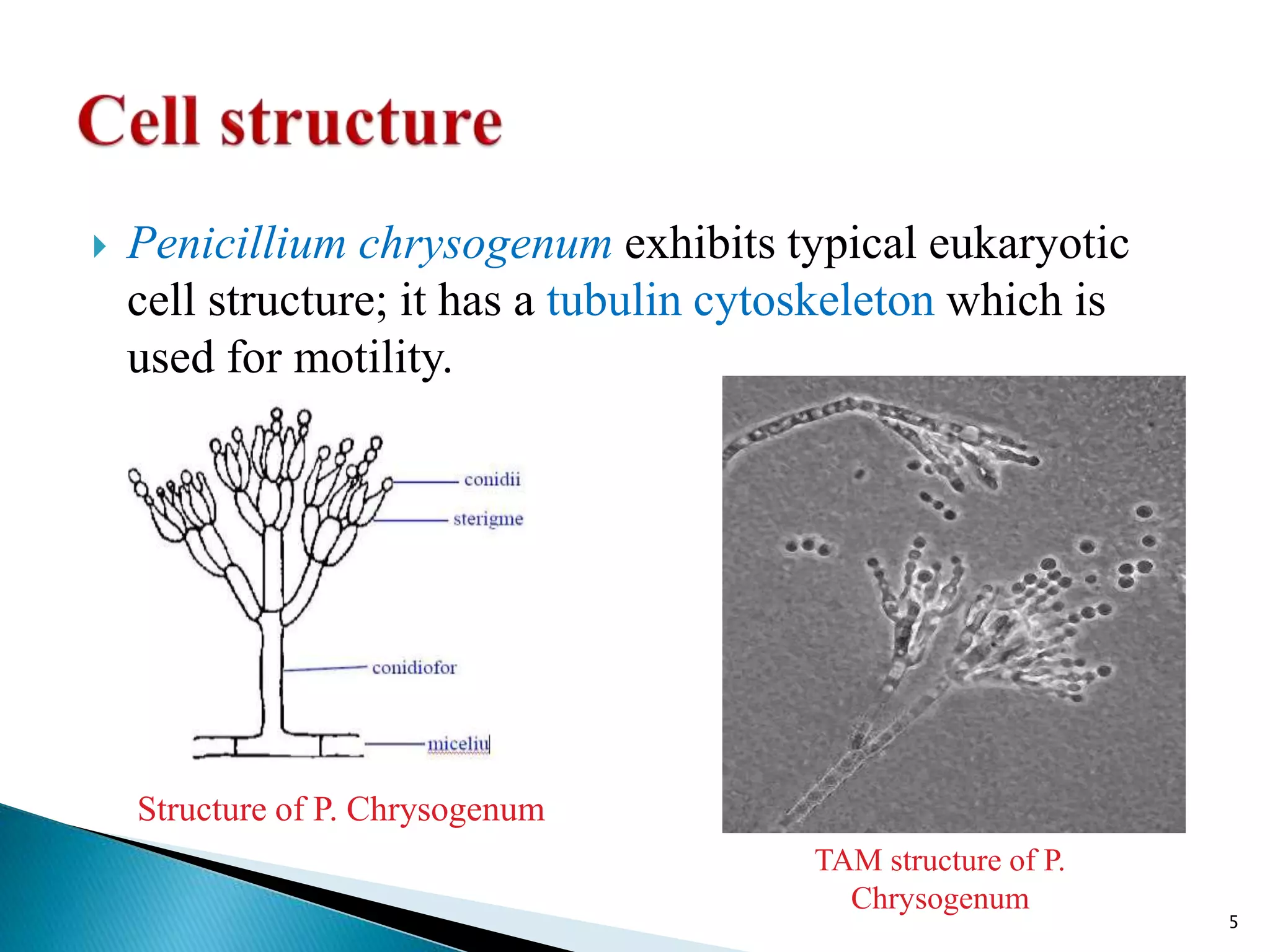 Production of Penicillin by Fermentation | PPTX