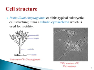 Production of Penicillin by Fermentation | PPTX