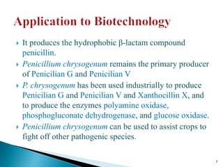 Production of Penicillin by Fermentation | PPTX