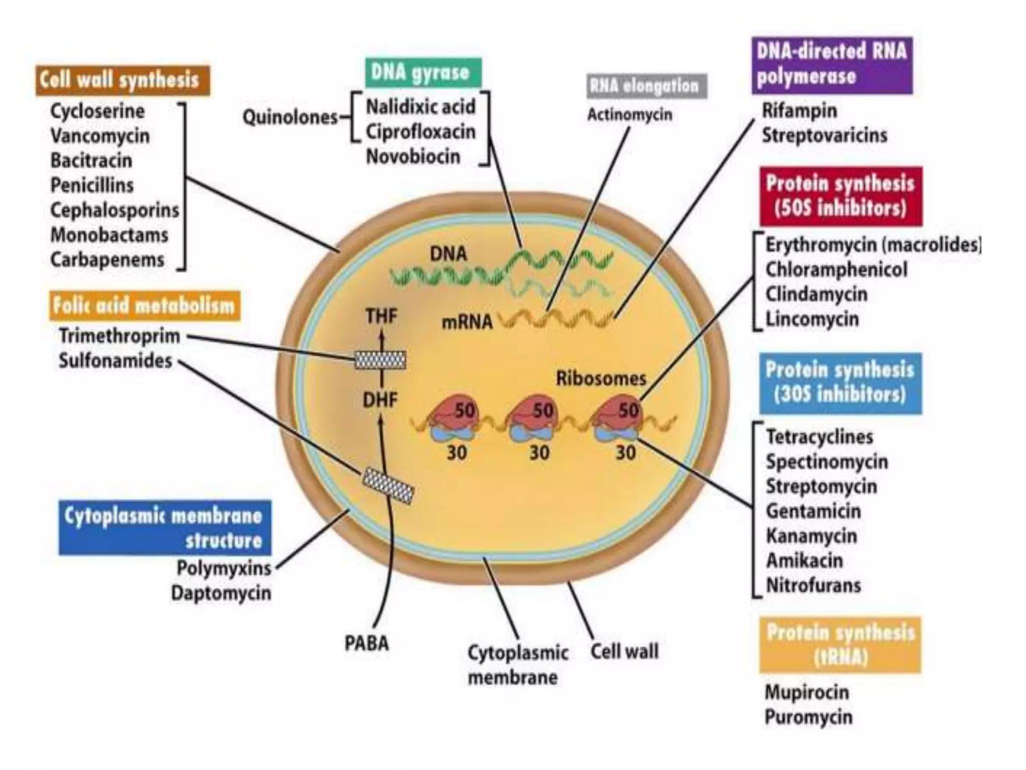 Industrial microbiology presentation ppt | PPT