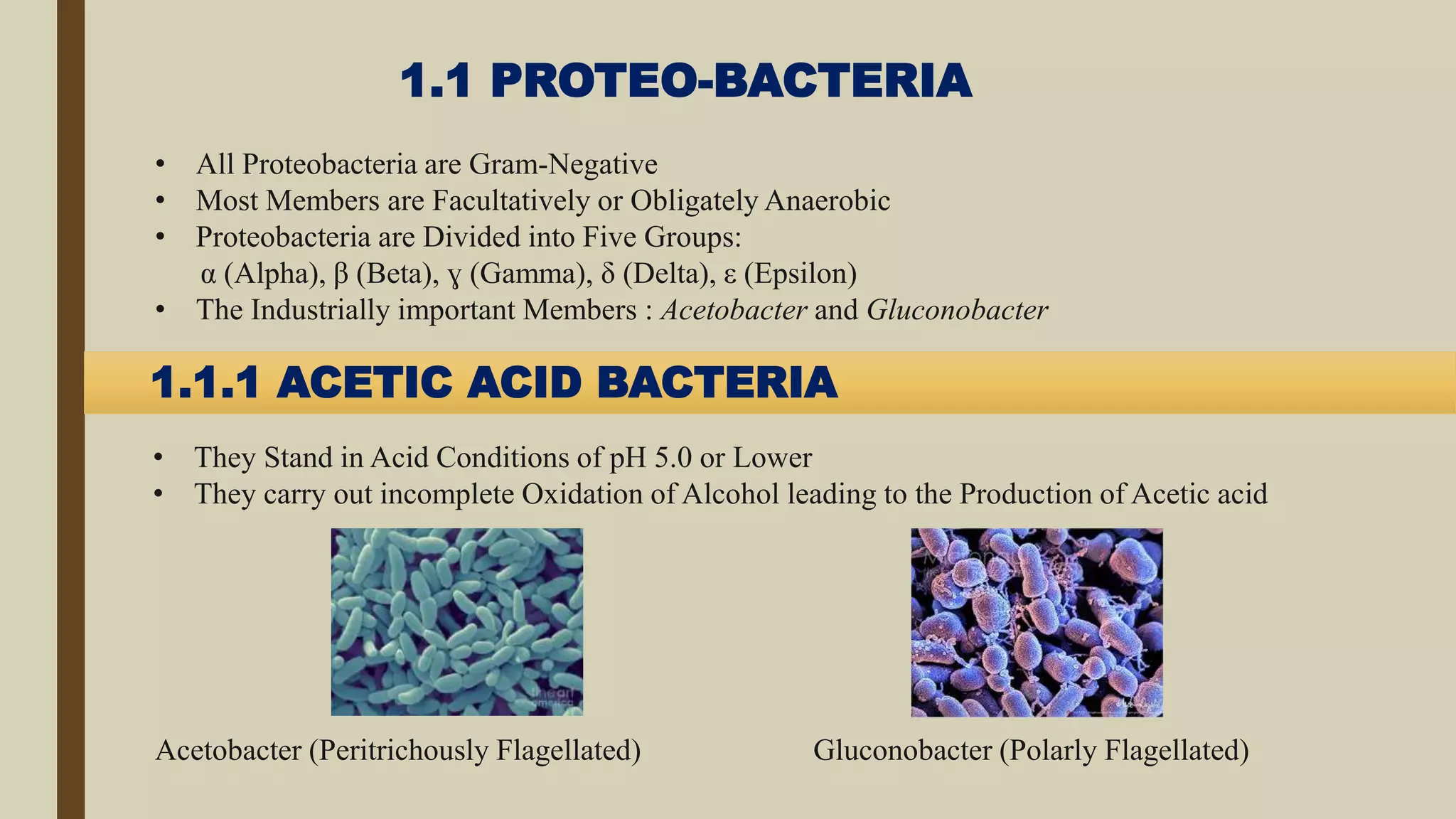 Industrial Microorganisms.pptx