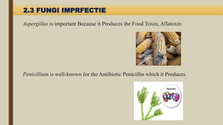 Industrial Microorganisms.pptx