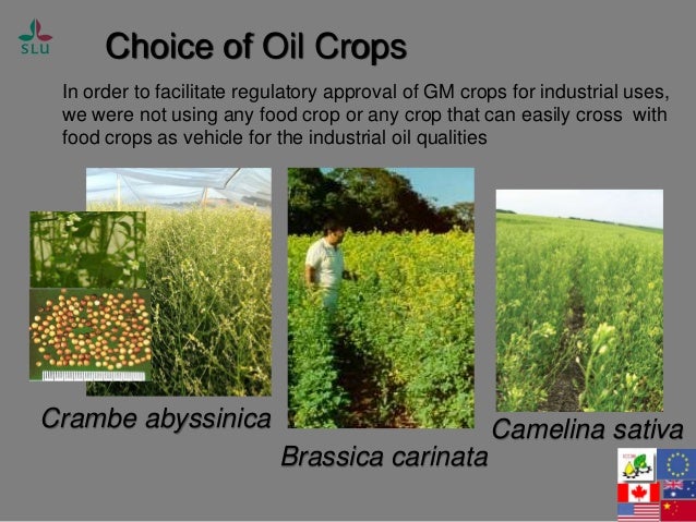 Industrial Oil Crops Supplying the Chemical Industry