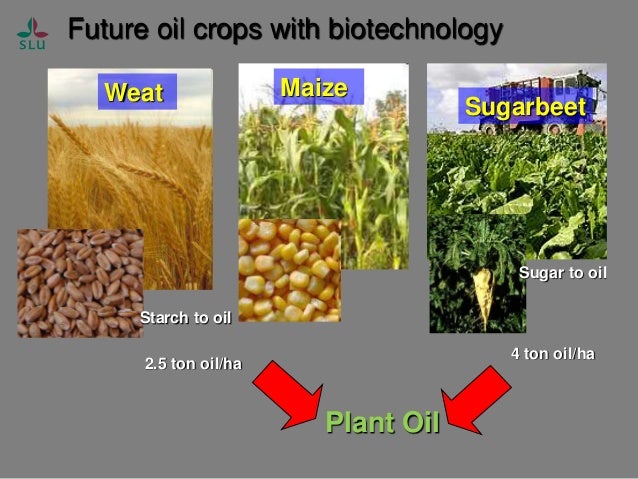 Industrial Oil Crops Supplying the Chemical Industry