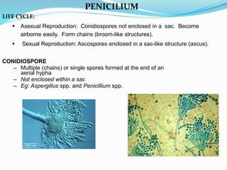 Industrially used microorganism | PPTX
