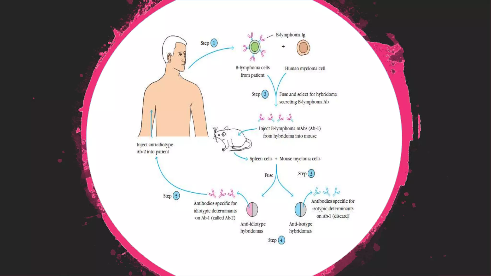 Hybridoma cell lines Introduction, Production, Growth, Limitations and ...