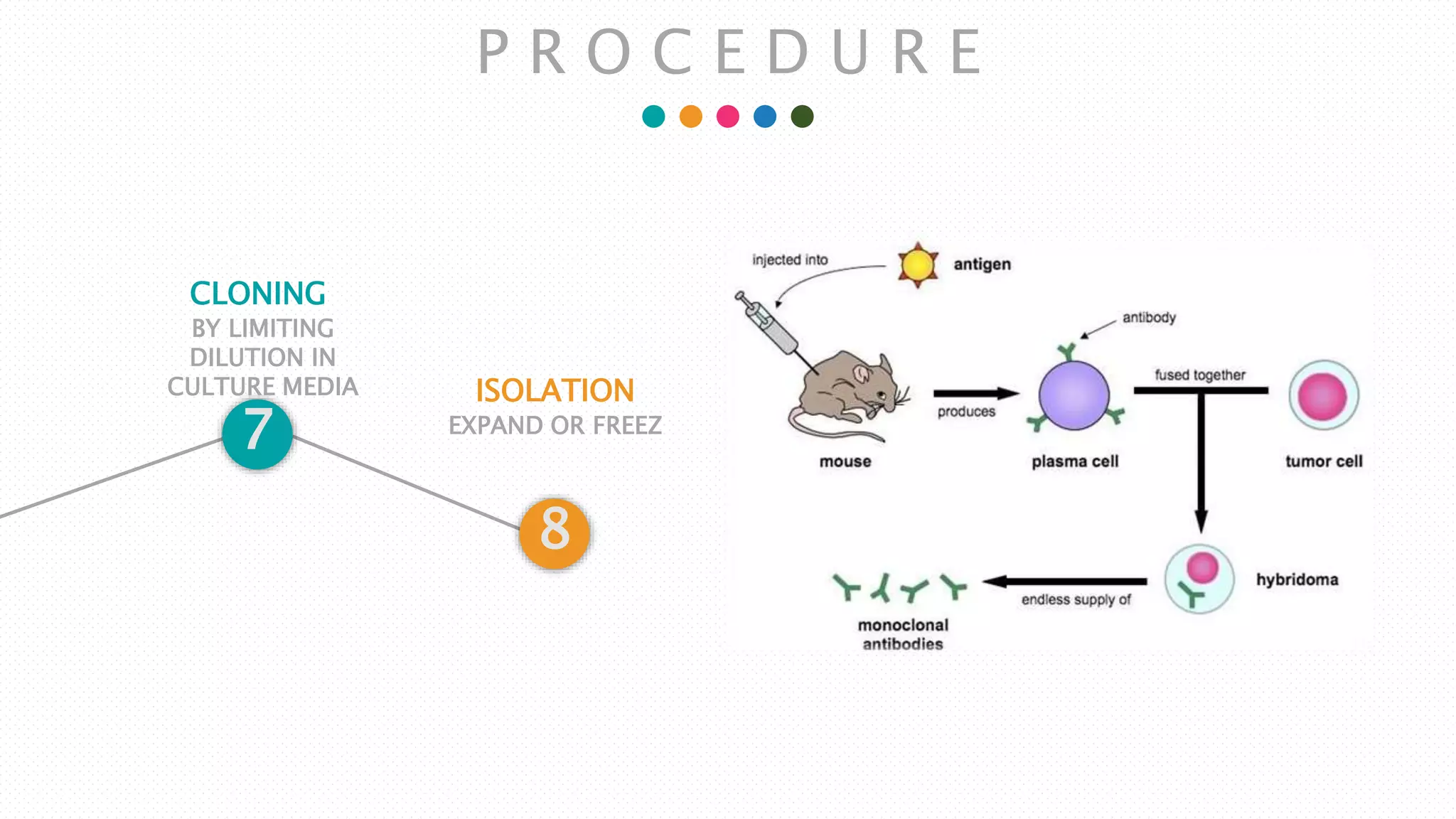 Hybridoma cell lines Introduction, Production, Growth, Limitations and ...