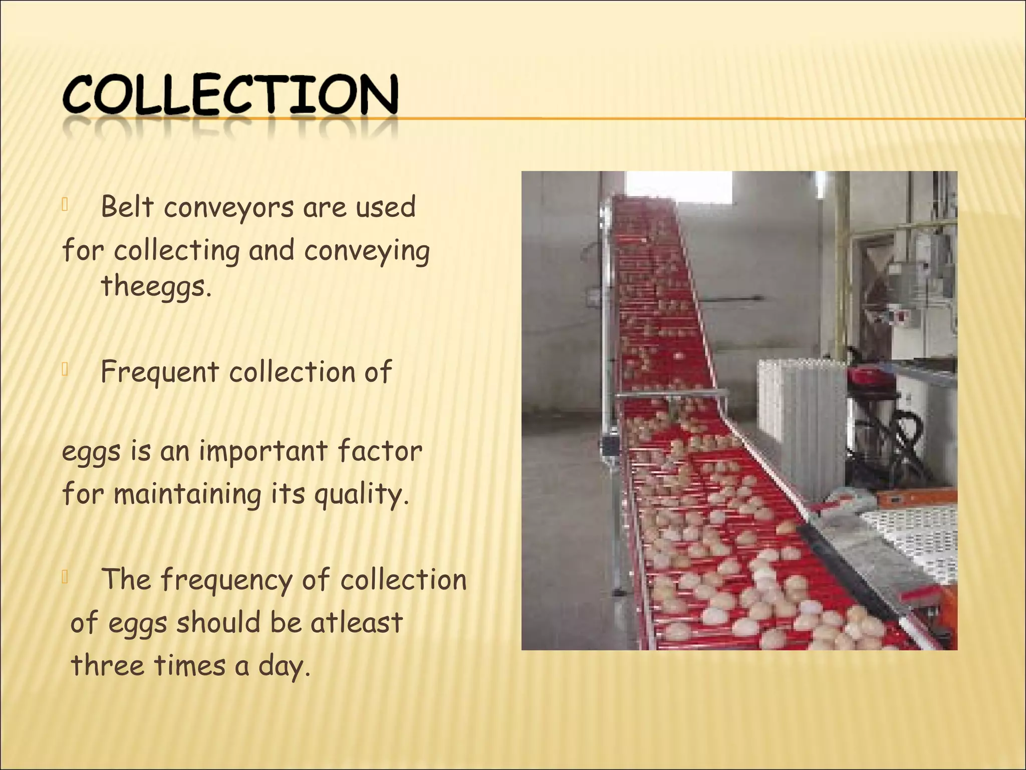 Industrial procesing of eggs | PPT