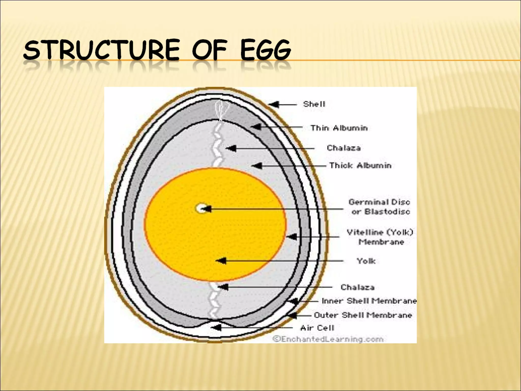 Industrial procesing of eggs | PPT