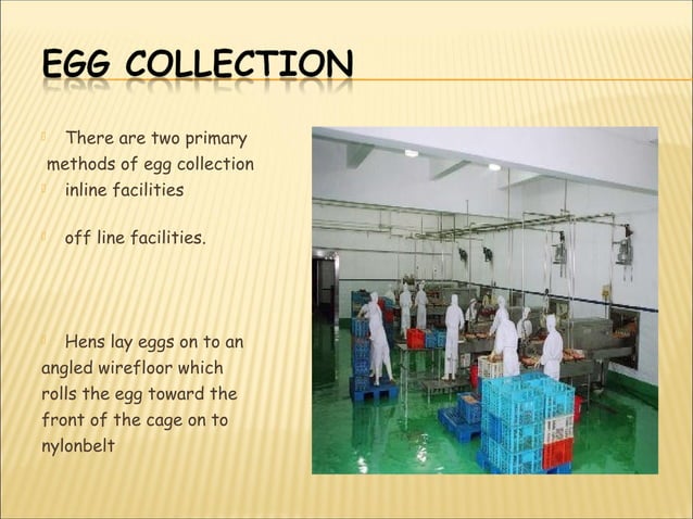 Industrial procesing of eggs | PPT