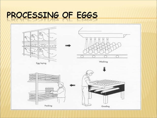Industrial procesing of eggs | PPT