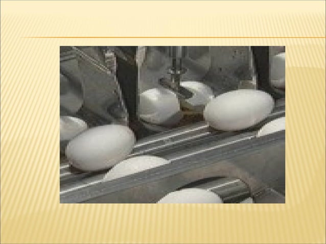 Industrial procesing of eggs | PPT