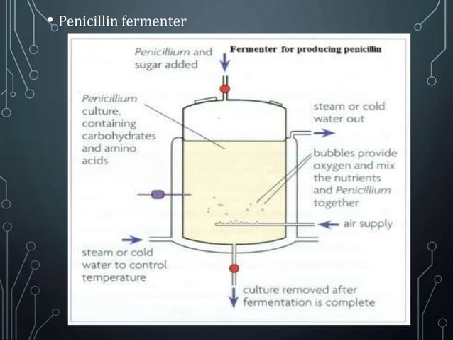 Industrial production of penicillin.ppt | Pharmaceutical Drugs ...