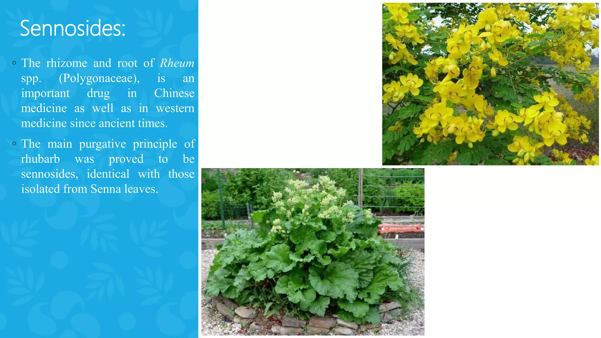 Industrial production sennosides | PPTX