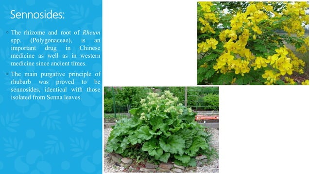 Industrial production sennosides | PPTX