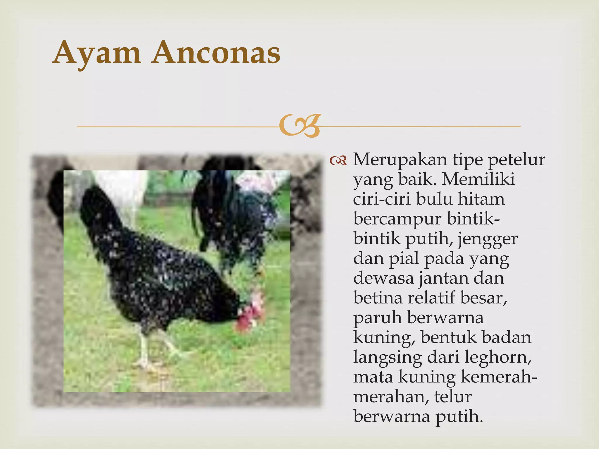Industri pembibitan ayam ras | PPTX