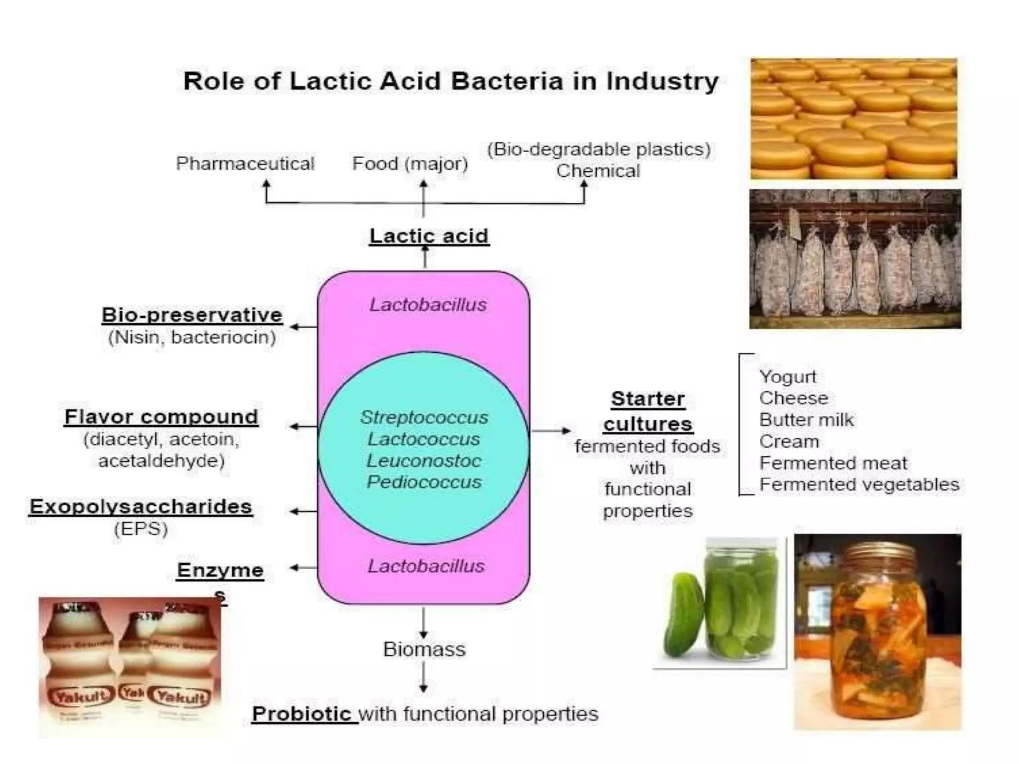 Role of bacteria in Industry and Medicine | PPTX