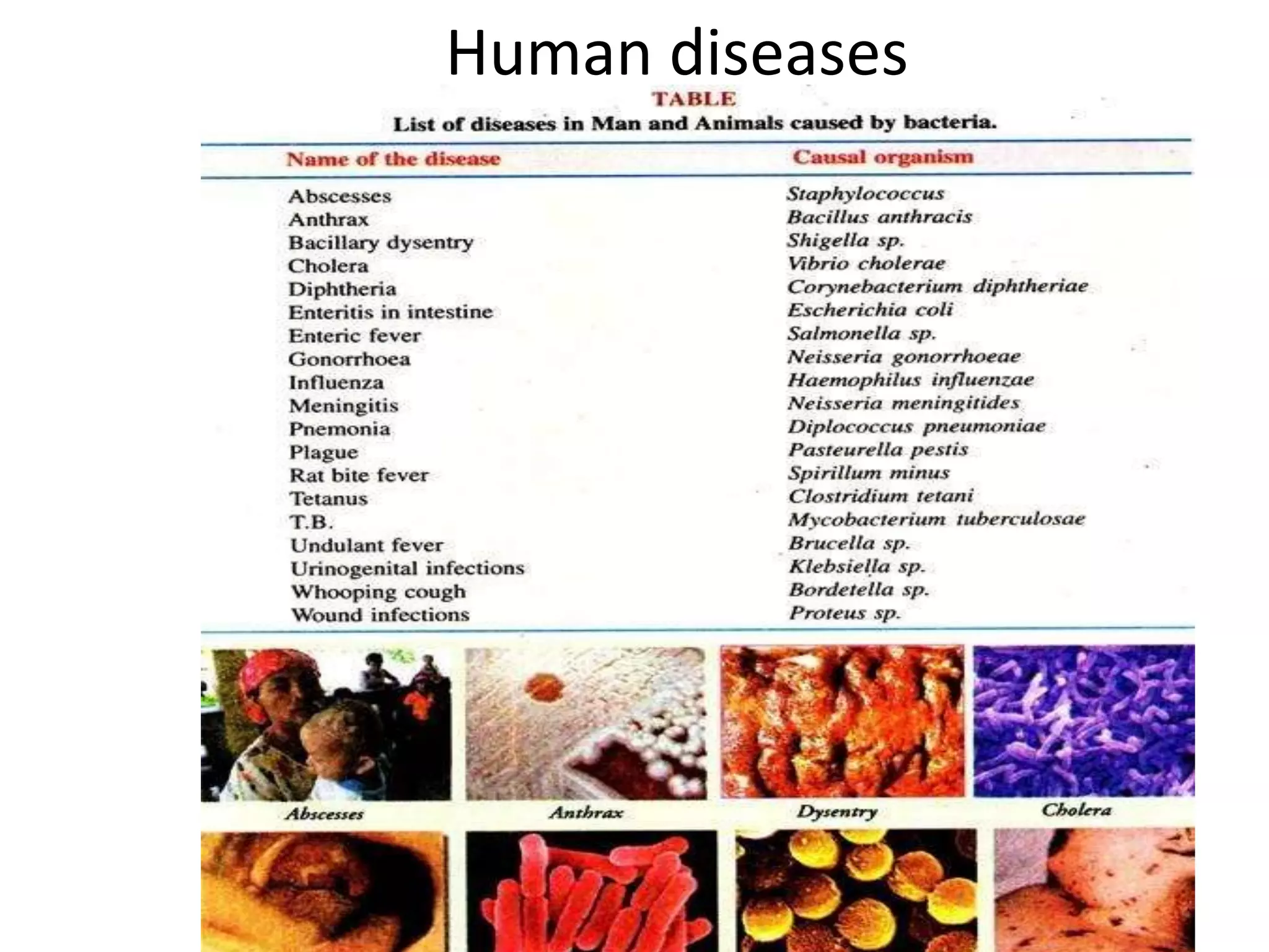 Role of bacteria in Industry and Medicine | PPTX