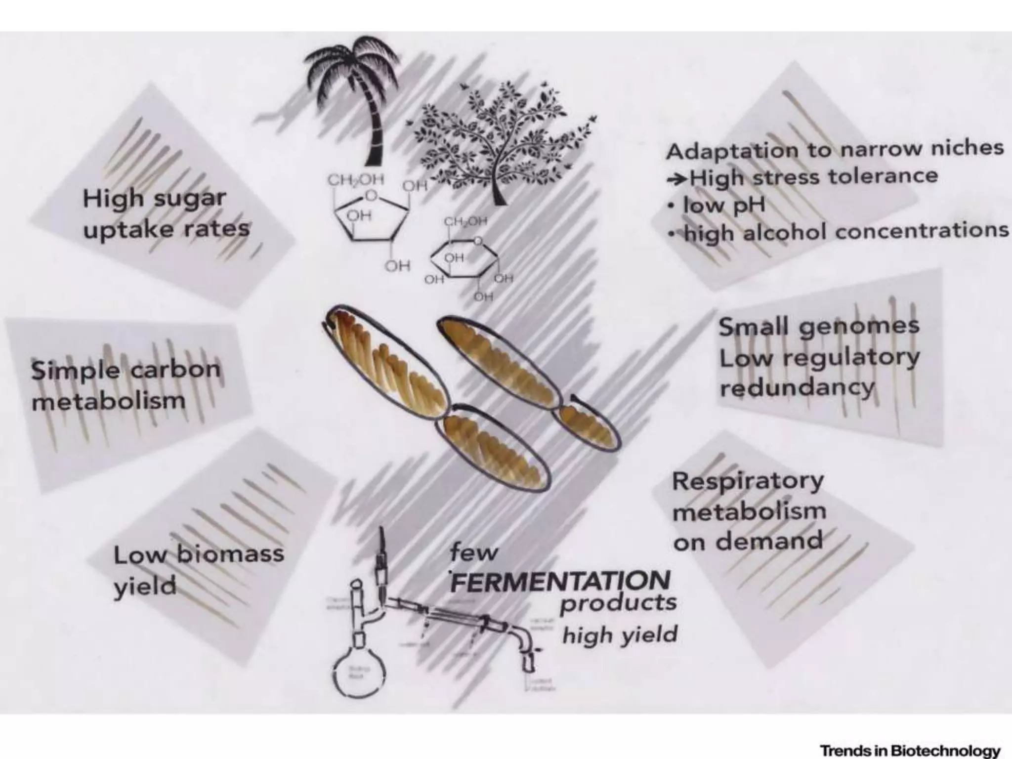 Role of bacteria in Industry and Medicine | PPTX
