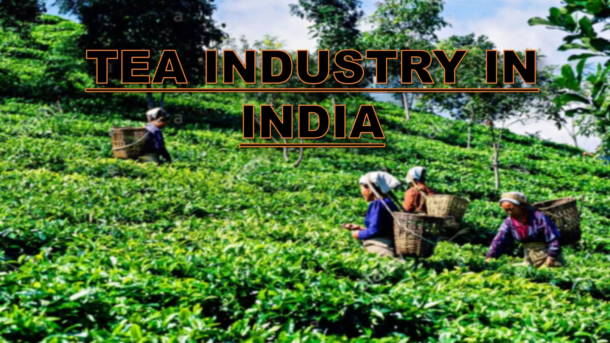 Tea Industry in India | PPTX
