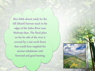 Indus valley | PPT