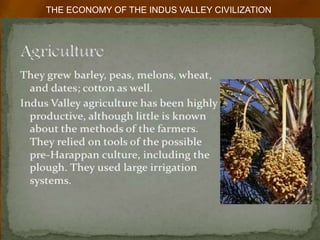 Indus valley civilization | PPTX