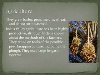 Indus Valley Civilization, Unfinished | PPT