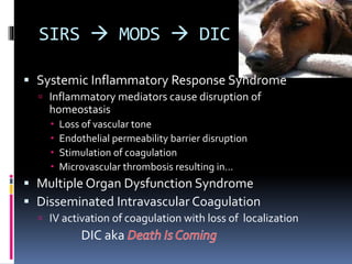 Indy vet hypovolemic shock | PPT