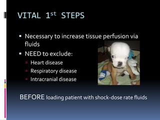 Indy vet hypovolemic shock | PPT
