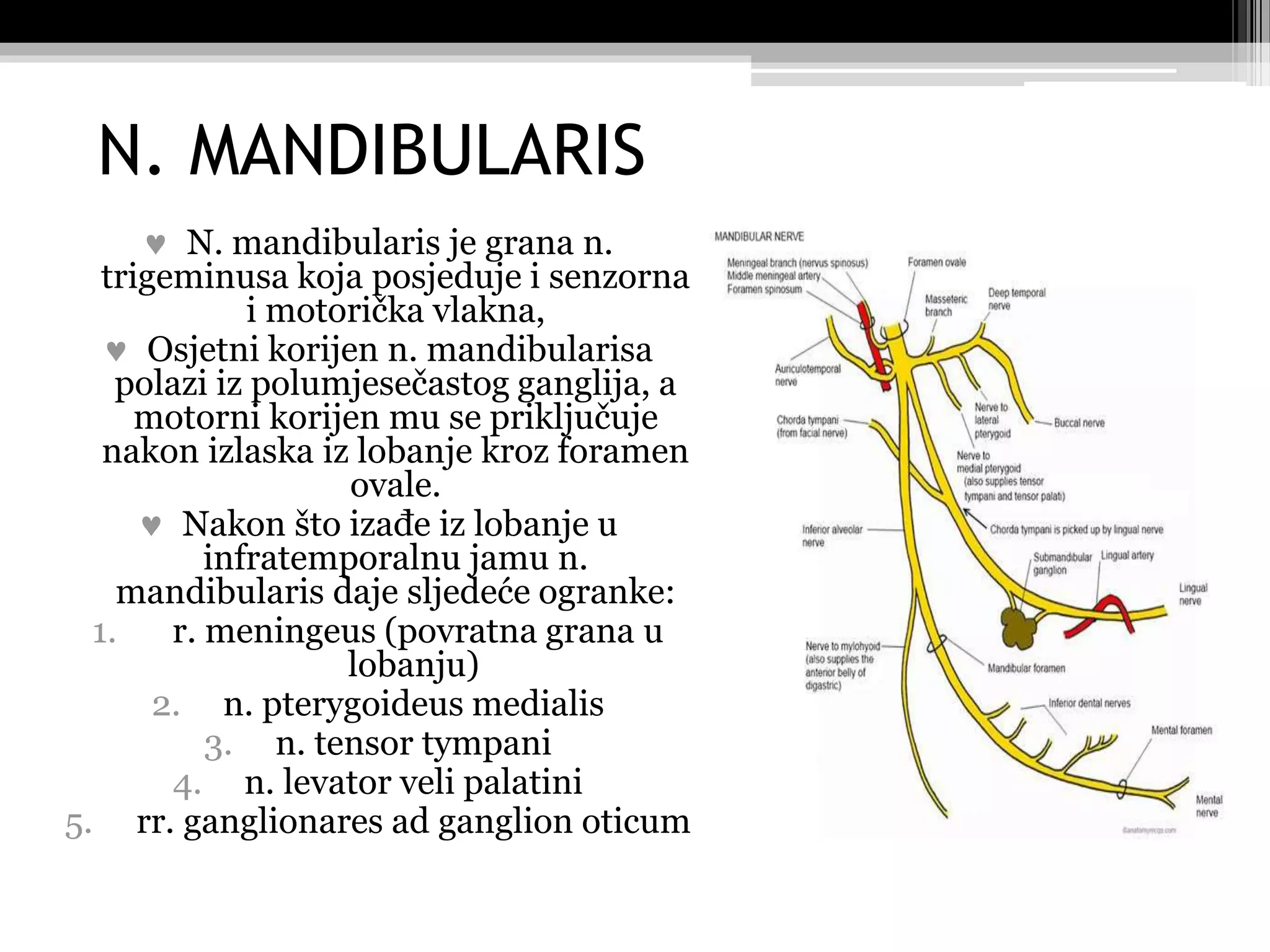 Inervacija cavuma oris | PPTX