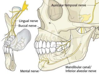 Inervacija cavuma oris | PPT