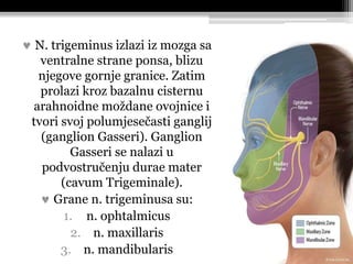 Inervacija cavuma oris | PPT