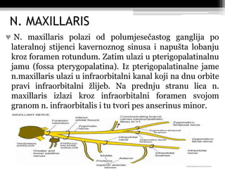 Inervacija cavuma oris | PPT