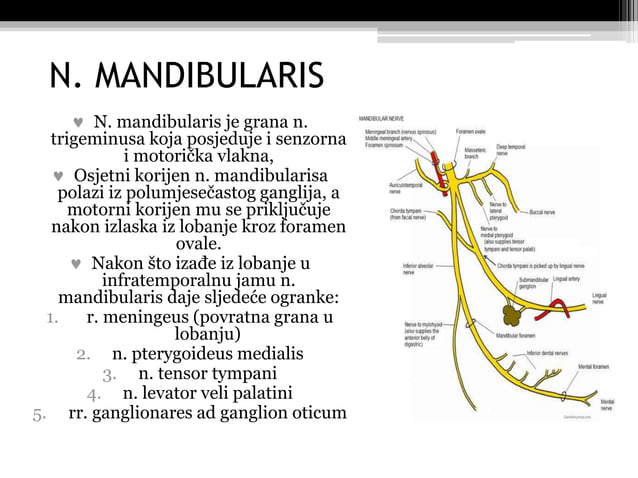 Inervacija cavuma oris | PPT