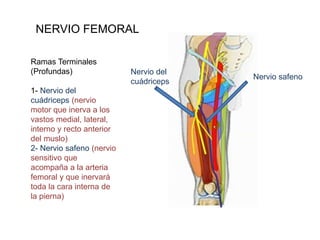INERVACIÓN-MIEMBRO-INFERIOR.ppt