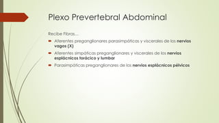 Inervación del abdomen | Sistema Nervioso | Plexo Lumbar | PPTX