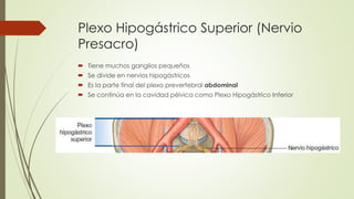 Inervación del abdomen | Sistema Nervioso | Plexo Lumbar | PPTX