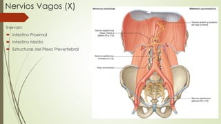 Inervación del abdomen | Sistema Nervioso | Plexo Lumbar | PPTX