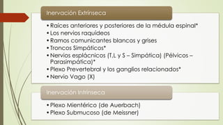 Inervación del abdomen | Sistema Nervioso | Plexo Lumbar | PPTX